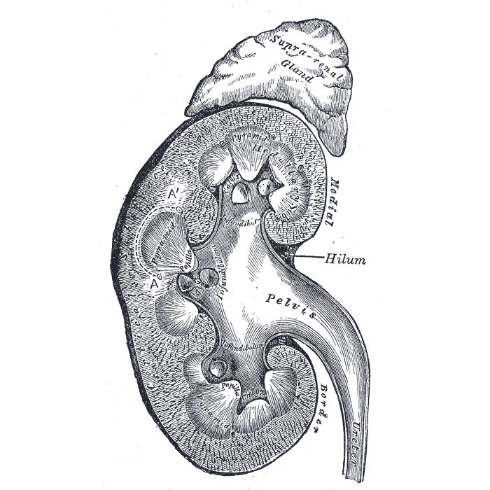 Rein - Urologie Marseille